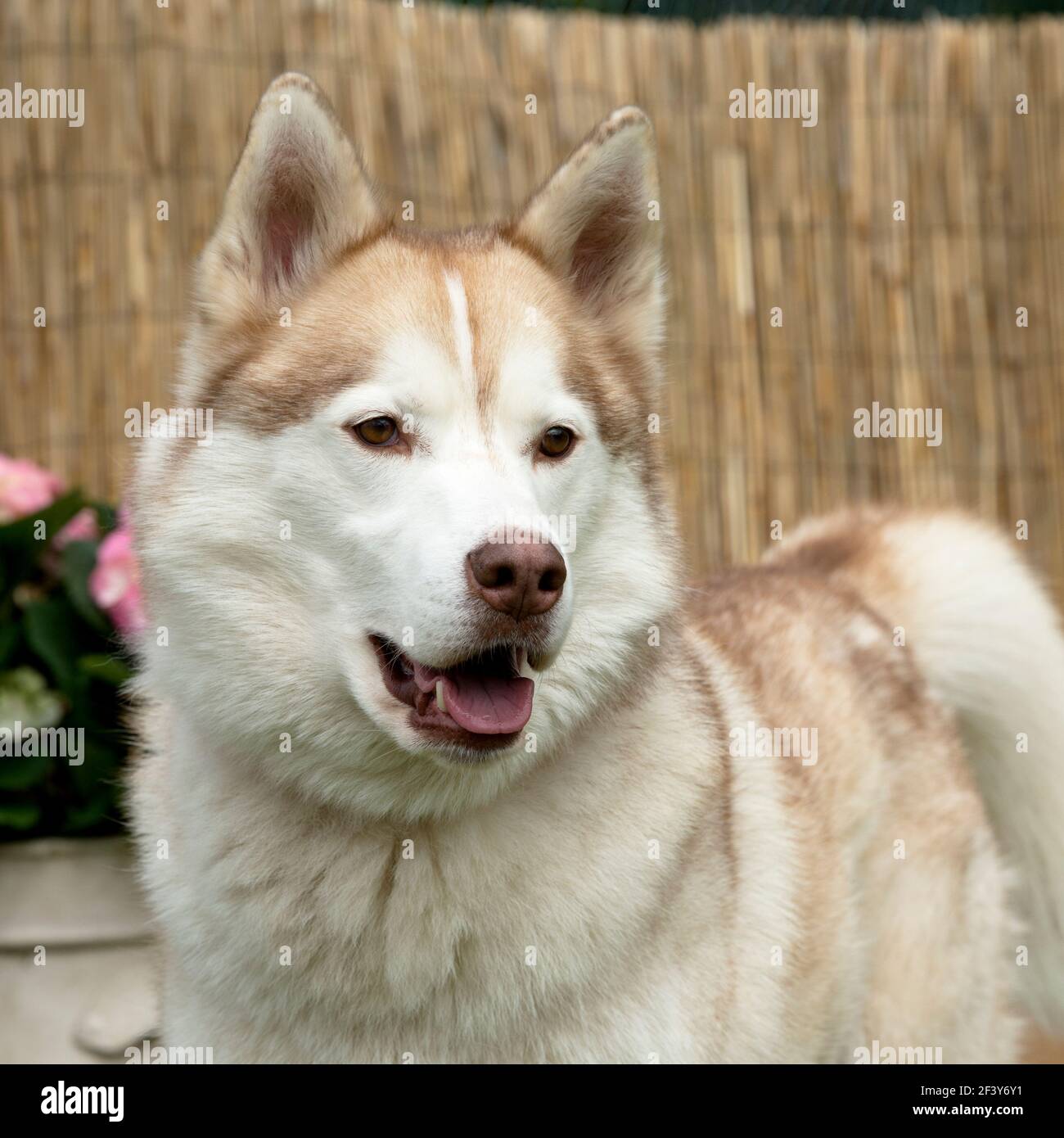 Chien malamute Banque de photographies et d’images à haute résolution ...