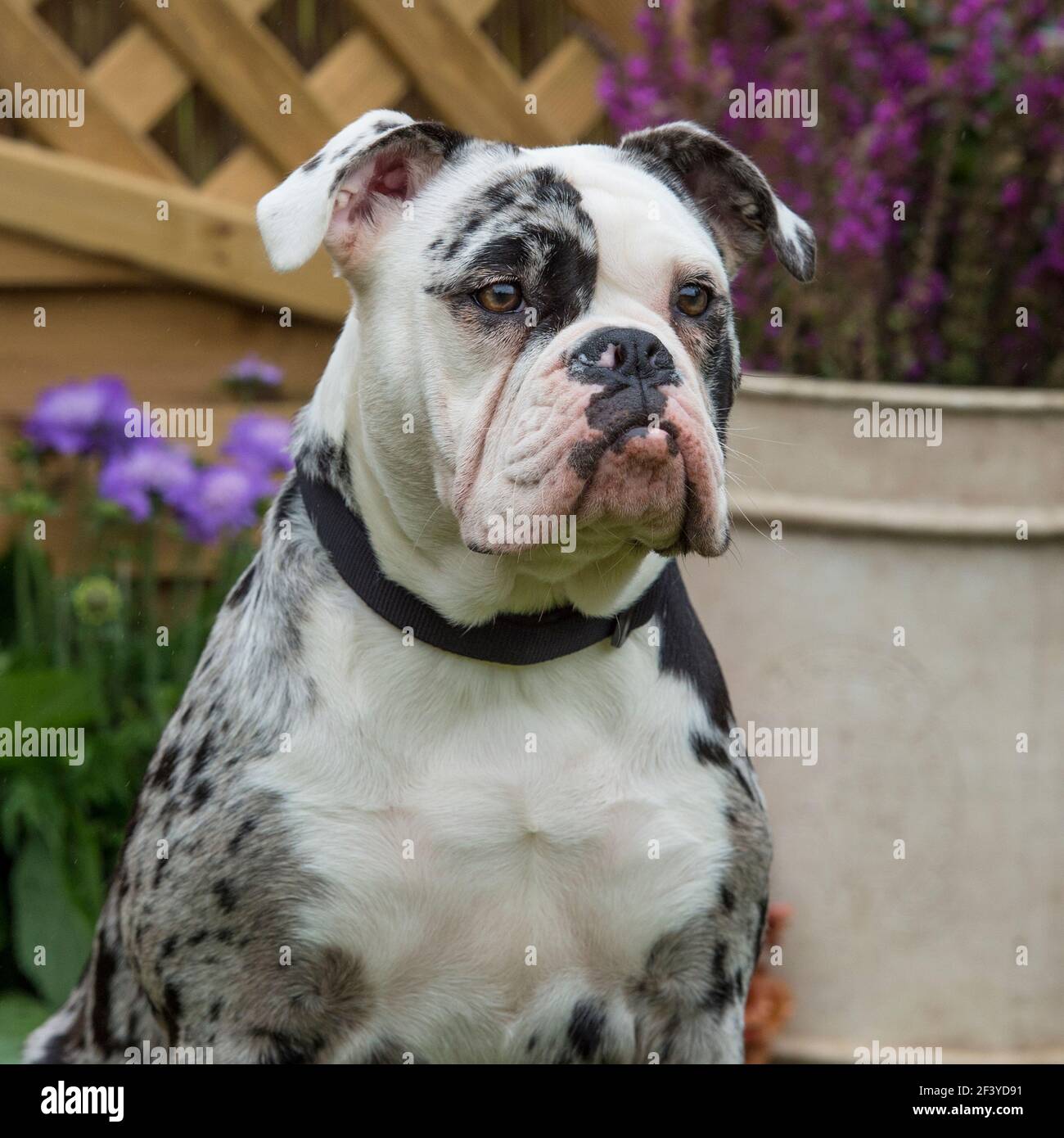 Old time bulldog Banque de photographies et d’images à haute résolution ...