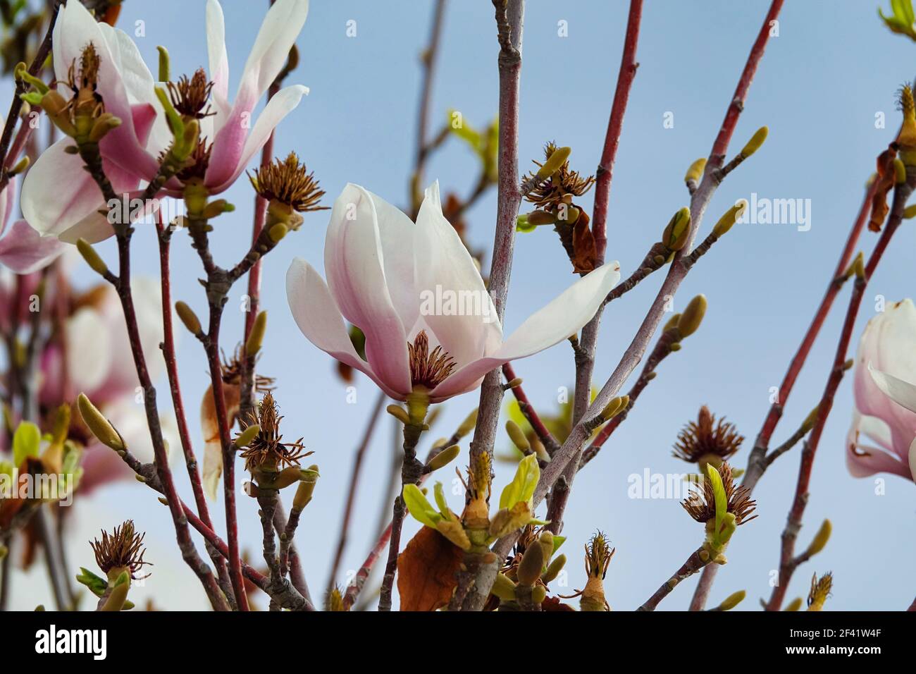 Fleurs d'une tulipe magnolia magnolia x soulangeana Banque de ...