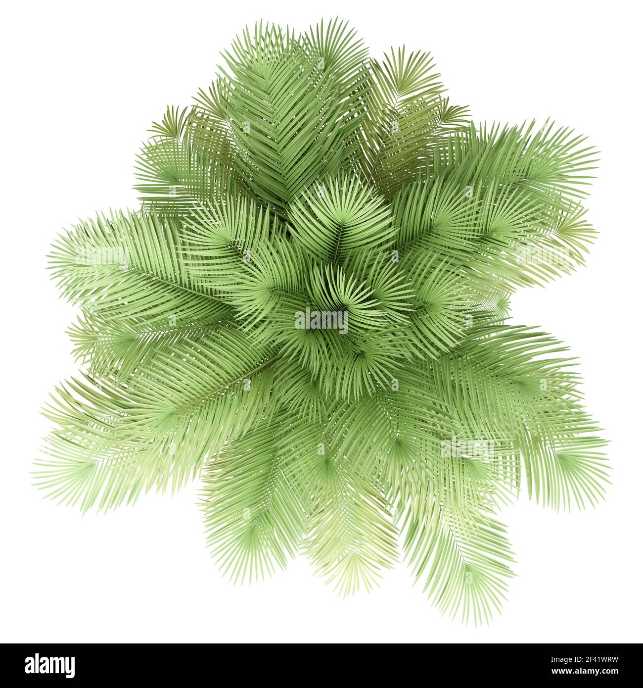 Cocos nucifera illustration Banque de photographies et d’images à haute ...