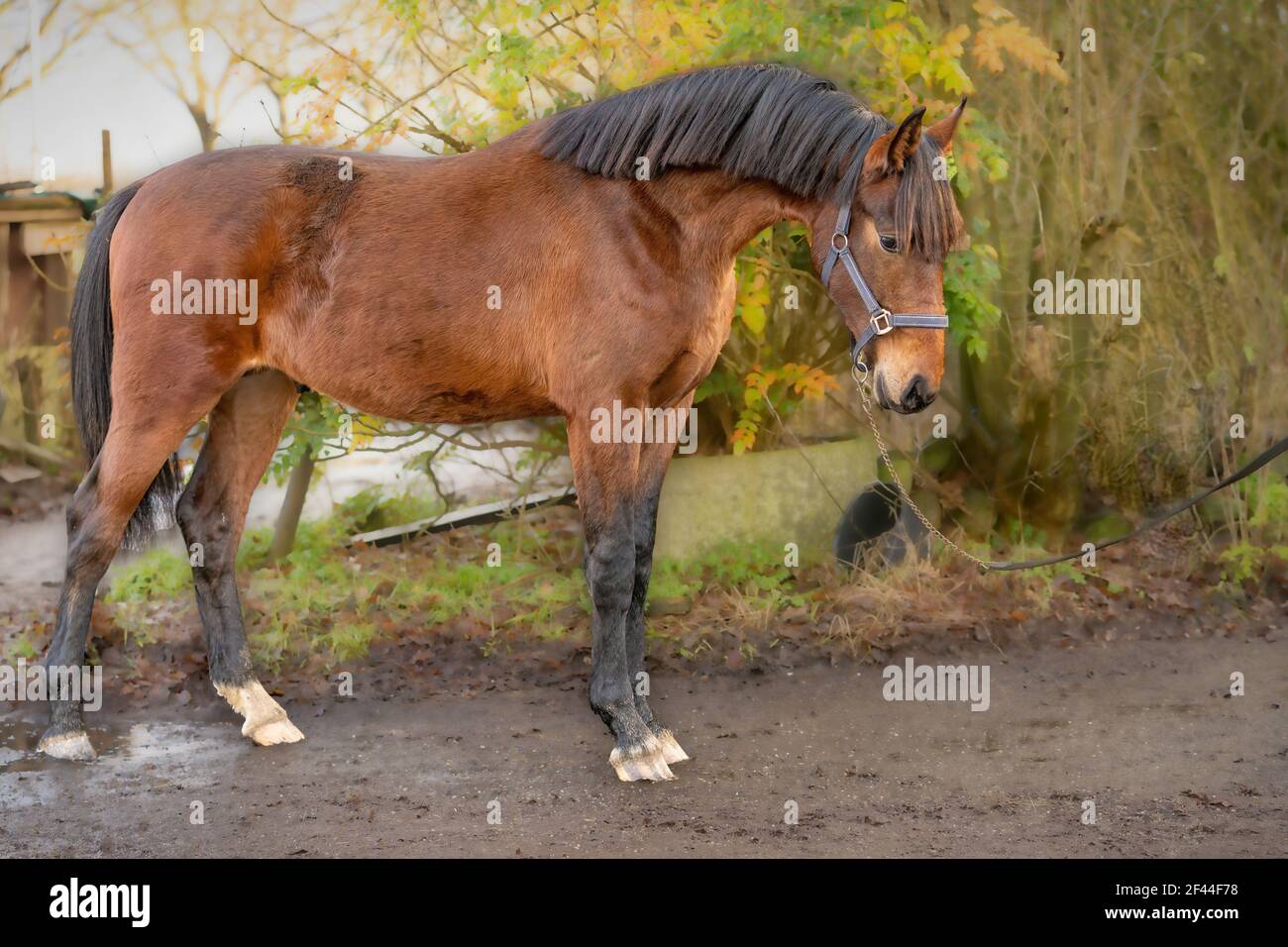 Kwpn horse Banque de photographies et d’images à haute résolution - Alamy