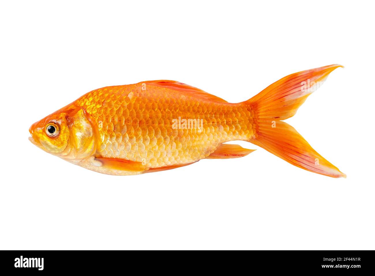 Poisson transparent Banque d'images détourées - Alamy