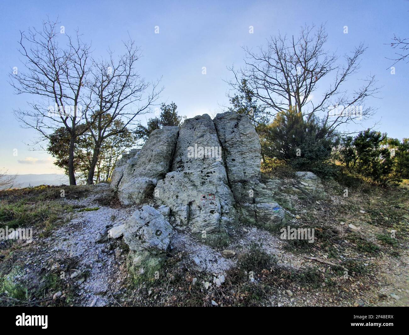 Une belle vue sur les arbres qui poussent sur la colline entourée par ...