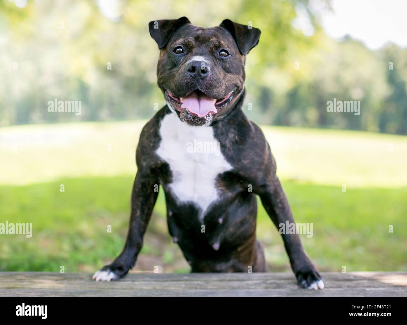 Pit bull debout Banque de photographies et d’images à haute résolution ...