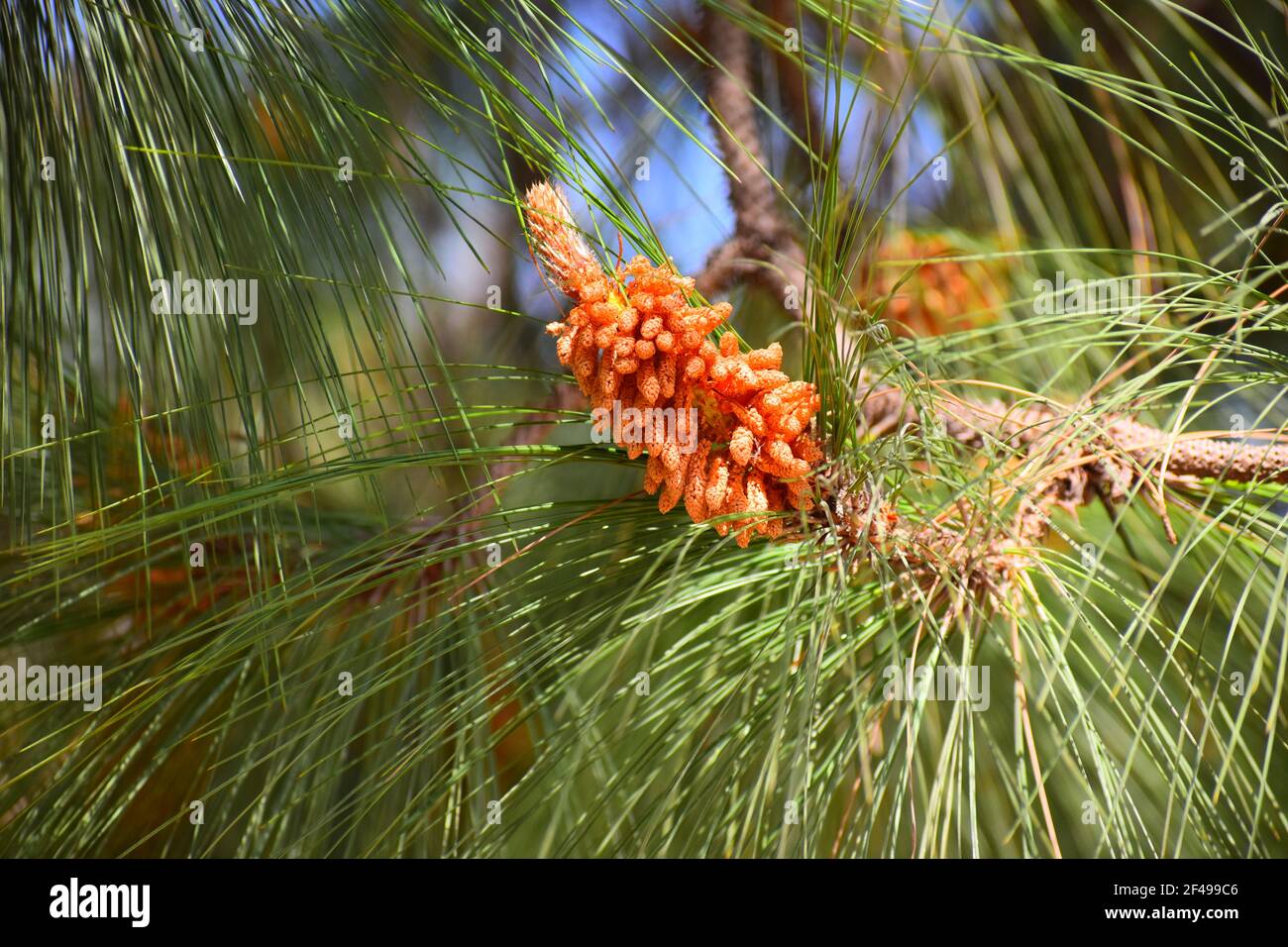 Pinus roxburghii Banque de photographies et d’images à haute résolution ...