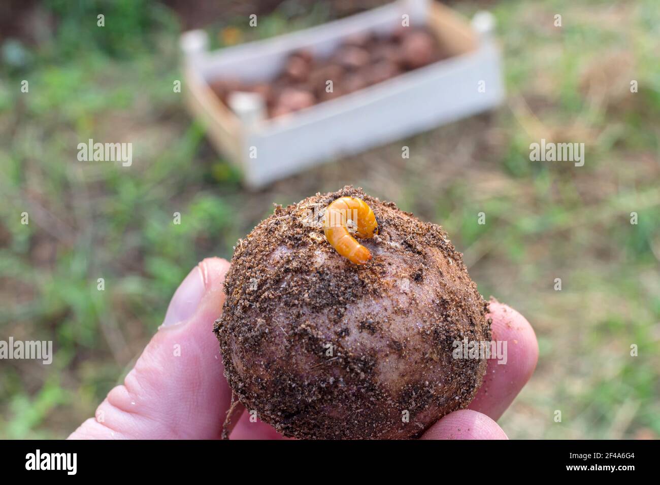 Ver à bobinée insecte nuisible. Vers parasites, larves de coléoptères ...