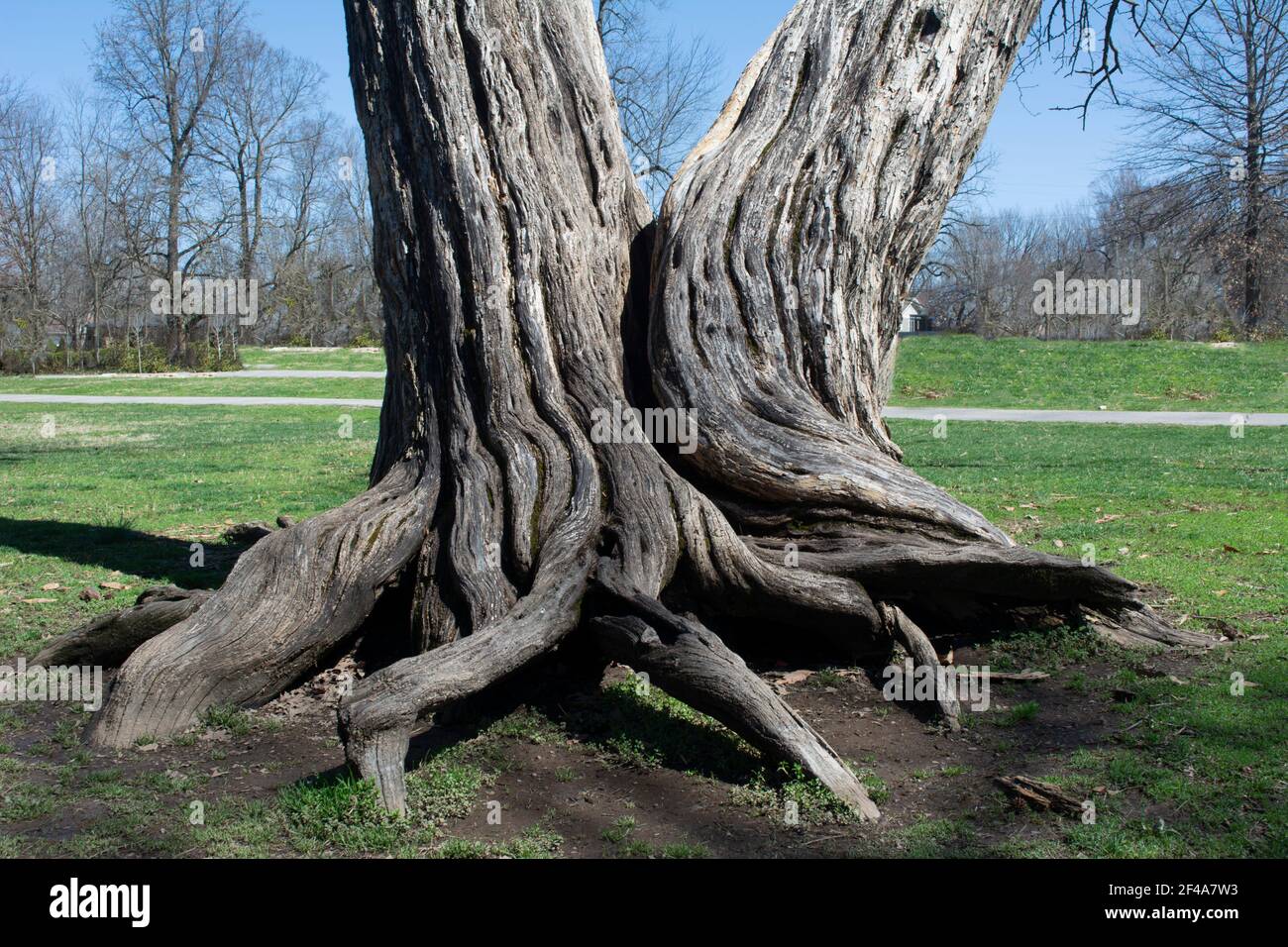 Deux arbres qui grandissent ensemble avec des racines et des troncs ...