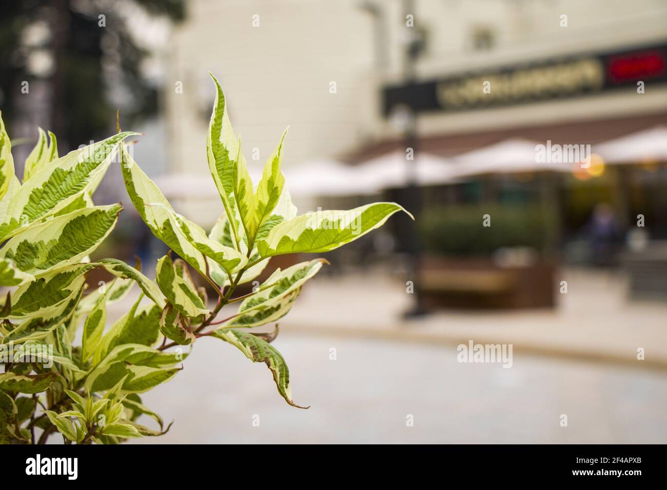 Un foyer sélectif de la plante de cornouiller sibérienne qui pousse sur ...