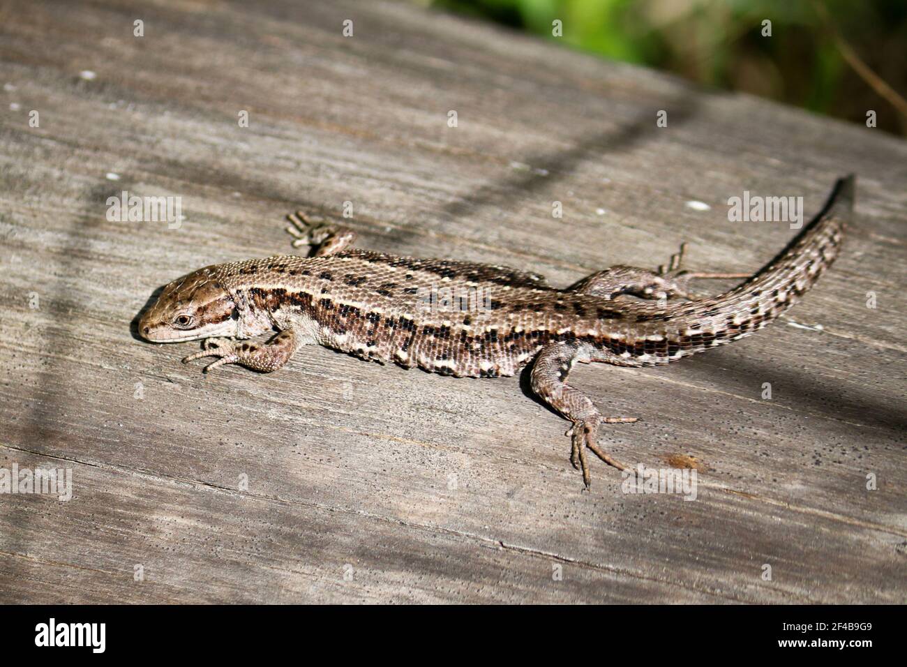Le lézard vivipare, ou lézard commun, (Zootoca vivipara) est assis sur ...