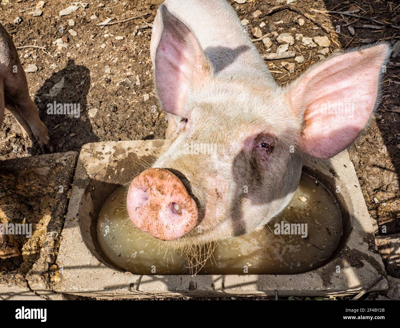 Ce petit cochon Banque de photographies et d’images à haute résolution ...