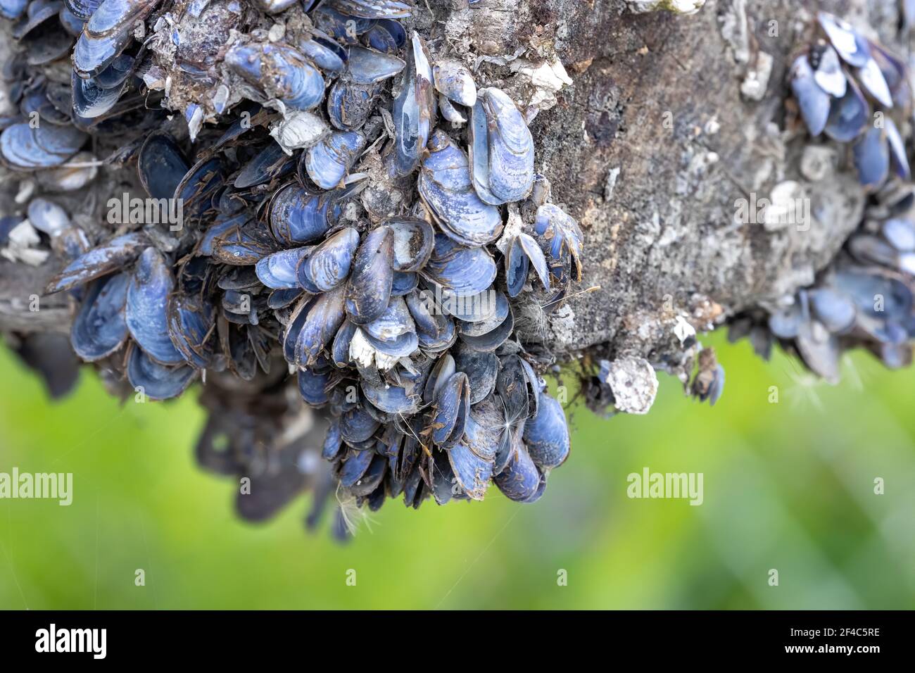 Shellfish boat Banque de photographies et d’images à haute résolution ...