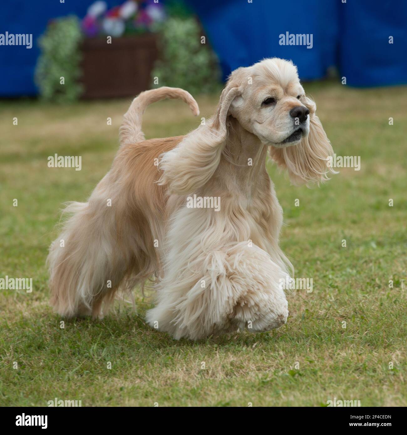 Chien cocker américain Banque de photographies et d’images à haute ...