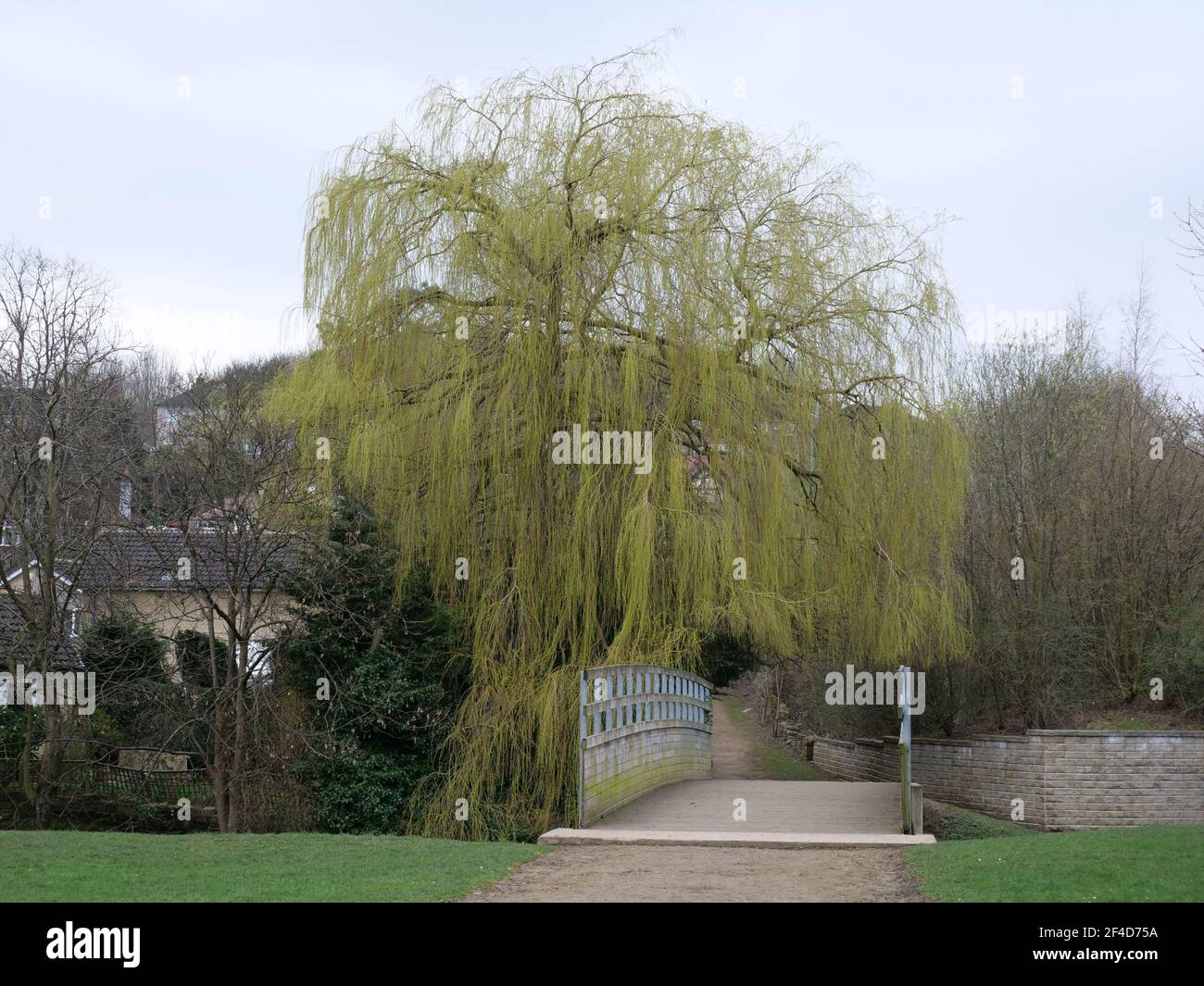 Un saule pleurant au printemps vient d'entrer dans la feuille par le ...