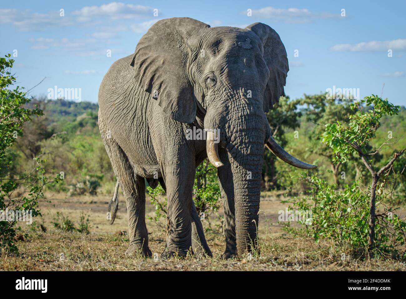 Gros plan d'un éléphant géant dans le safari En Afrique Photo Stock - Alamy