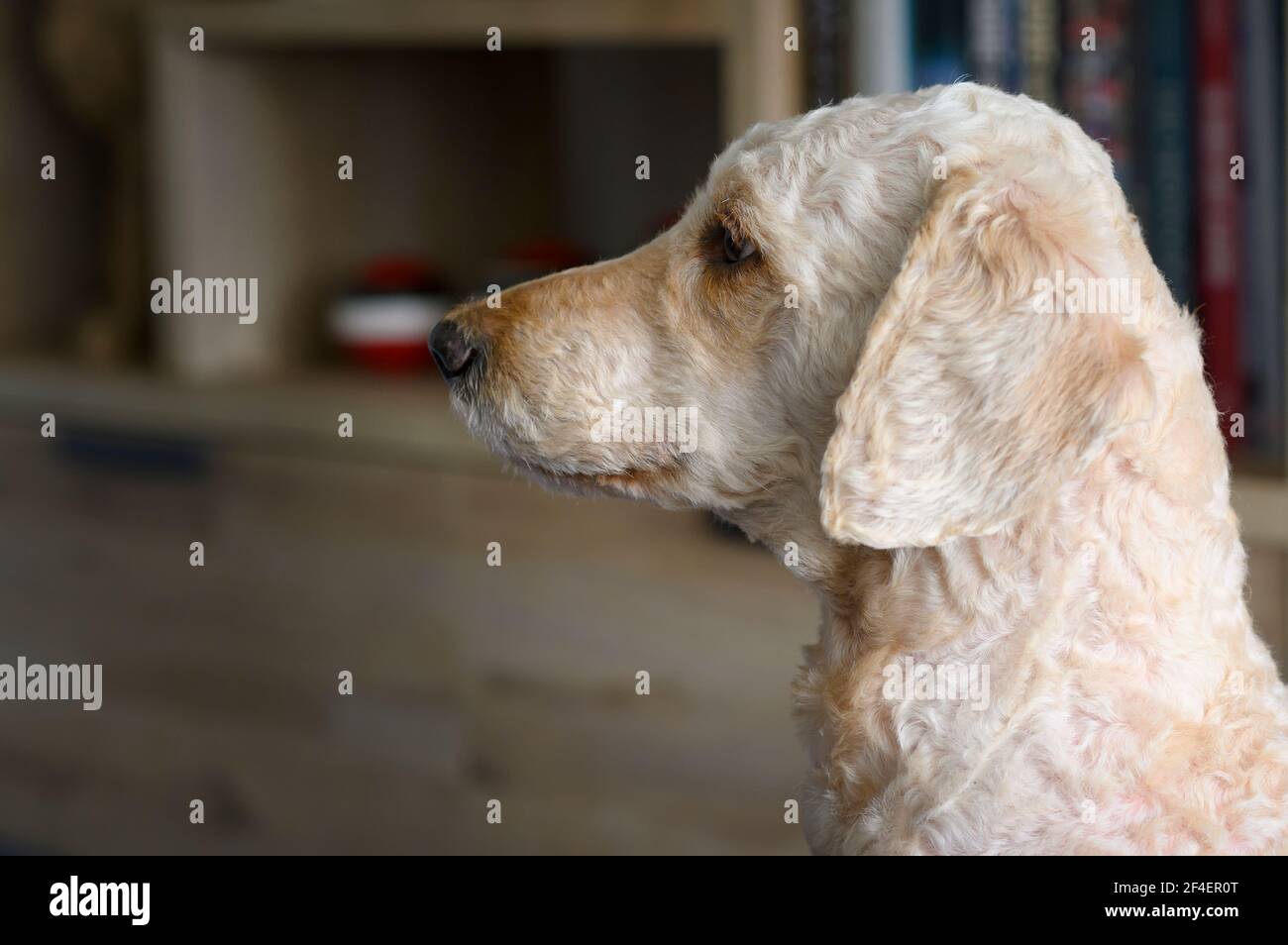 Labradoodles beige Banque de photographies et d’images à haute ...