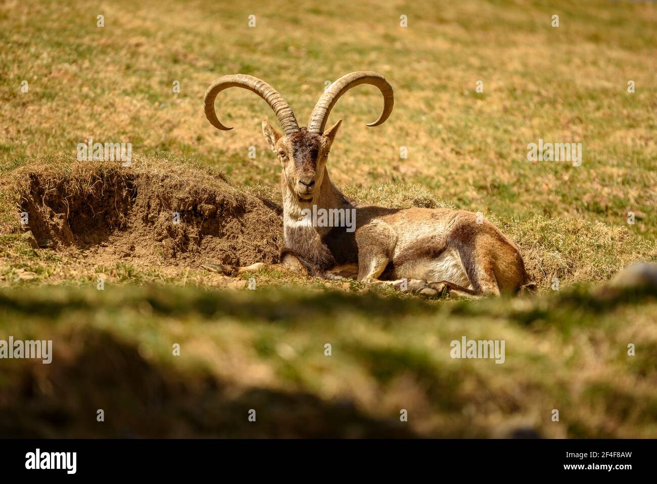 Cabra salvatge Banque de photographies et d’images à haute résolution ...