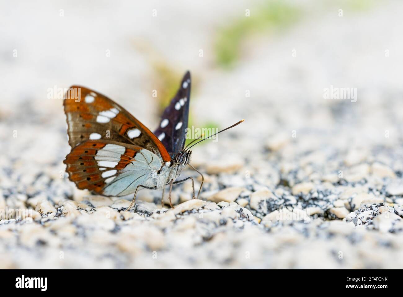 Papillon amiral blanc du sud Banque de photographies et d’images à ...