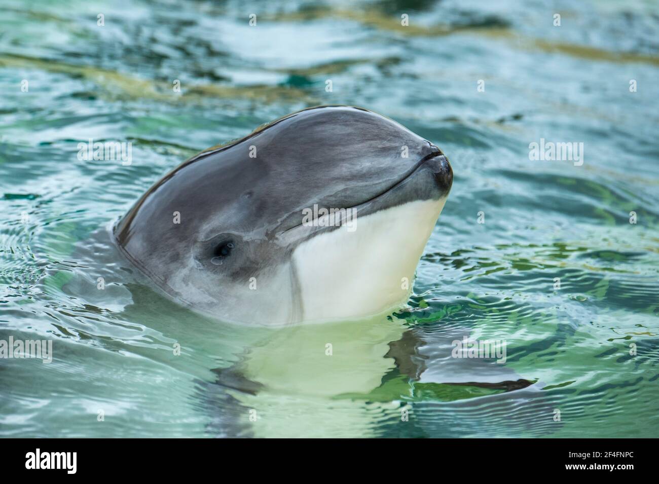 Marsouin de tête Banque de photographies et d’images à haute résolution ...
