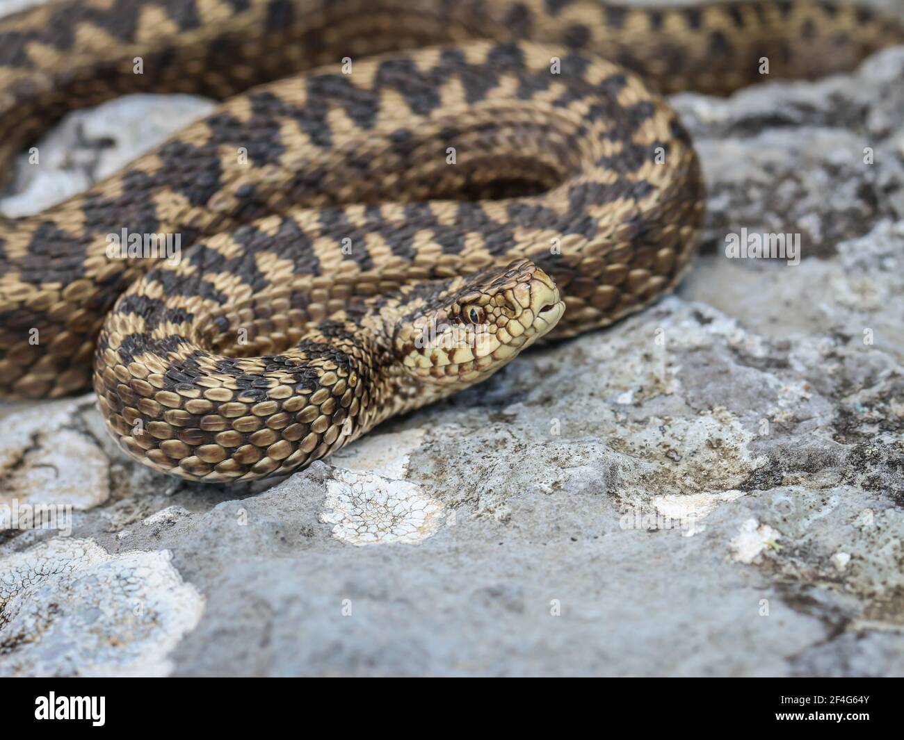 Ursini viper vipera ursinii sur le rocher Banque de photographies et d ...