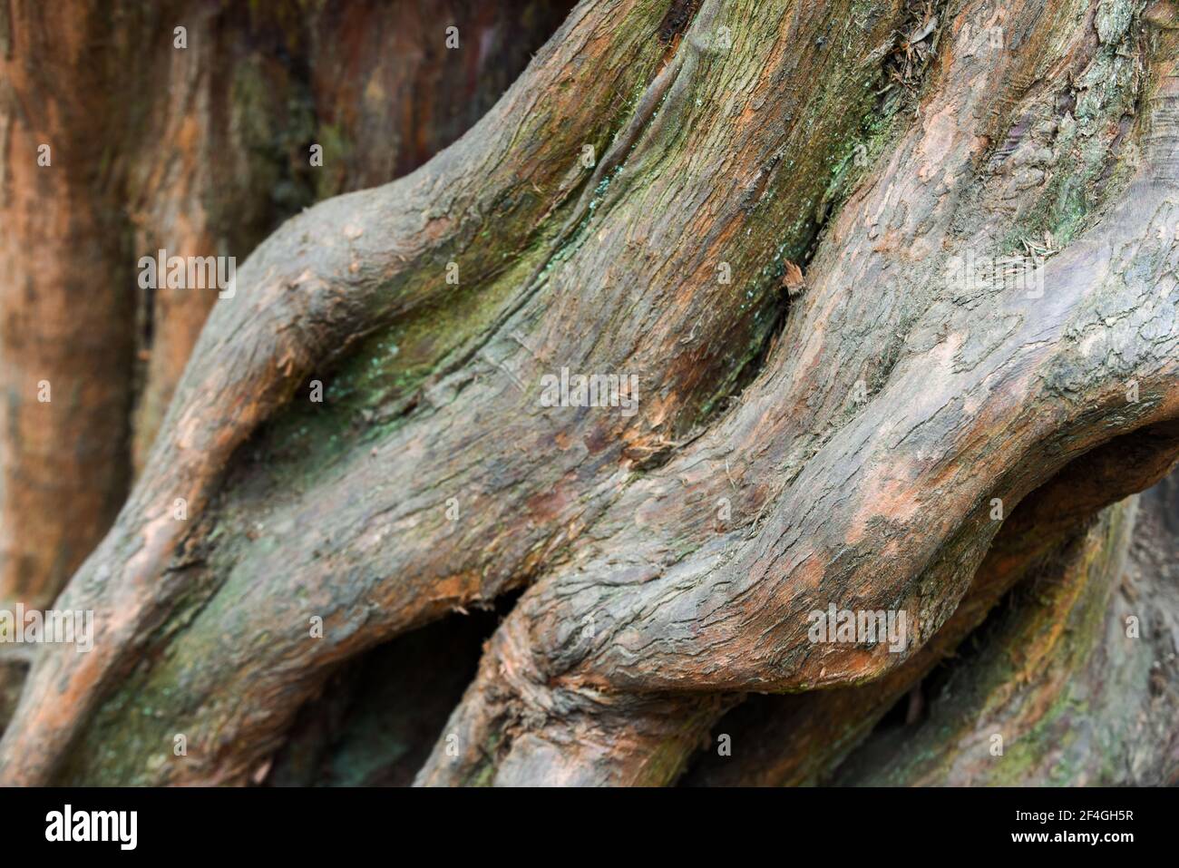 Arbre tordu en formes Banque de photographies et d’images à haute ...