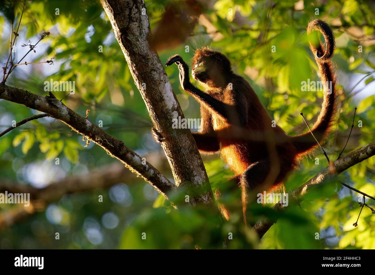 Monkey hanging from tail Banque de photographies et d’images à haute ...