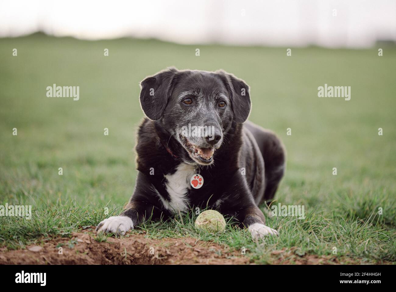 Labrador cross Banque de photographies et d’images à haute résolution ...