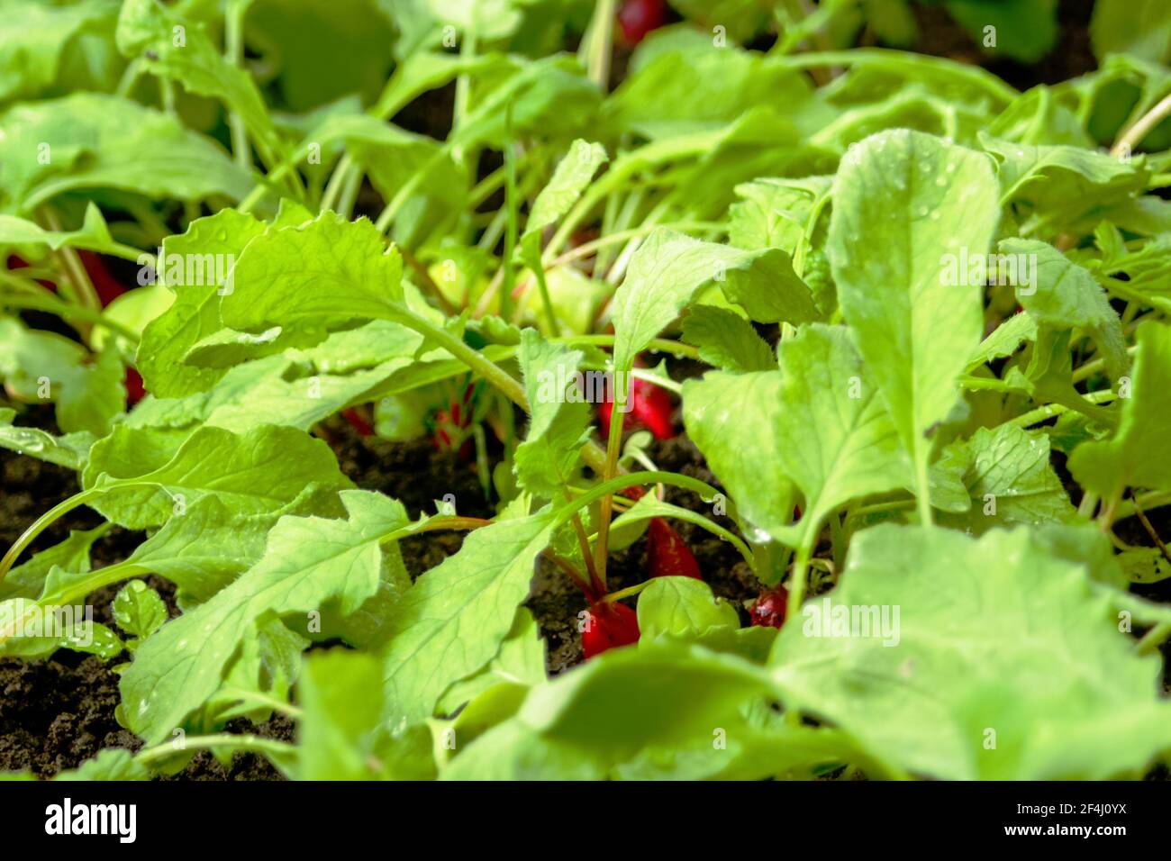 Jeune radis pousse Banque de photographies et d’images à haute ...