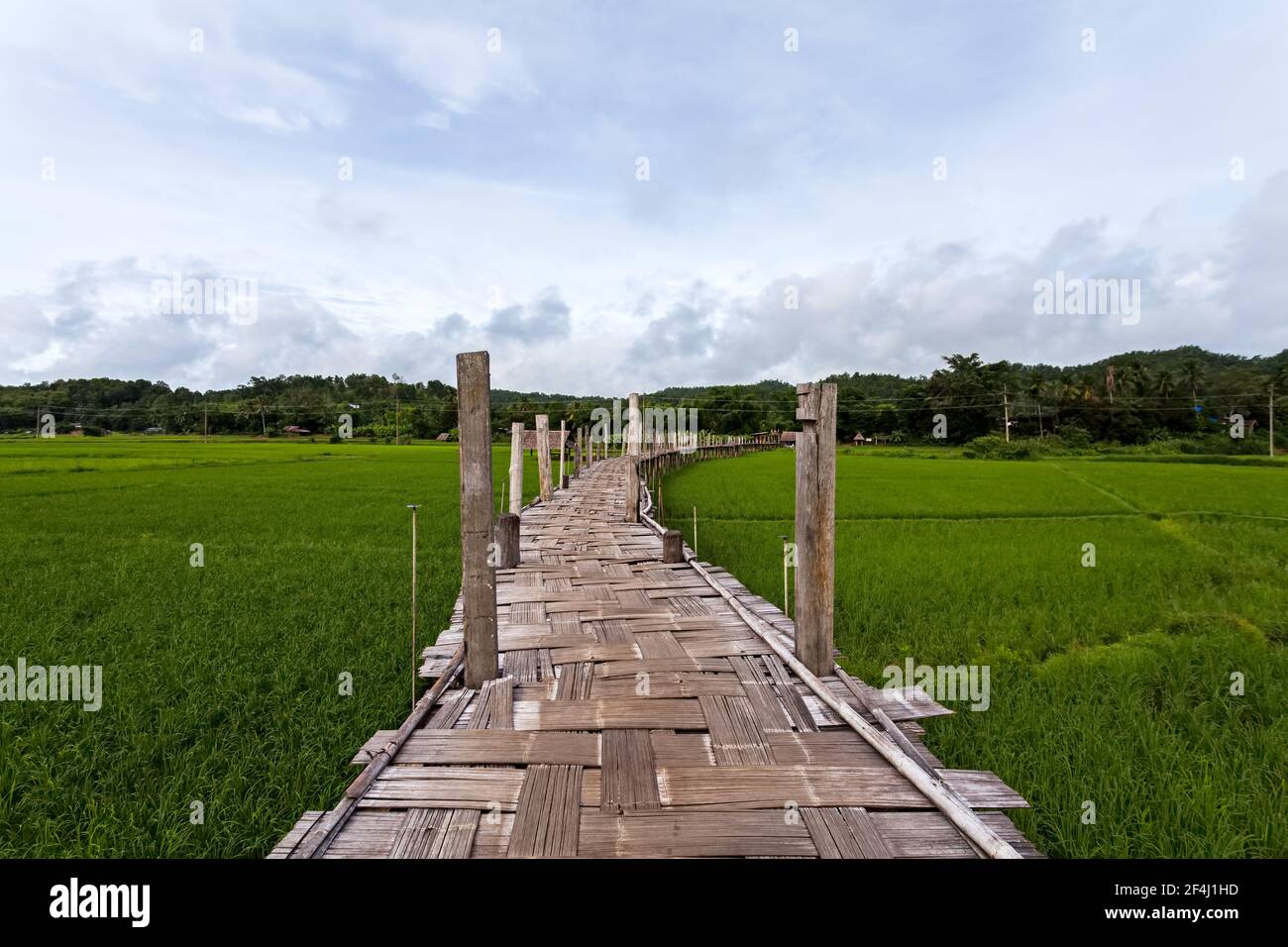 Magnifique pont de bambou de la Thaïlande, pont Zutongpae sur le champ ...