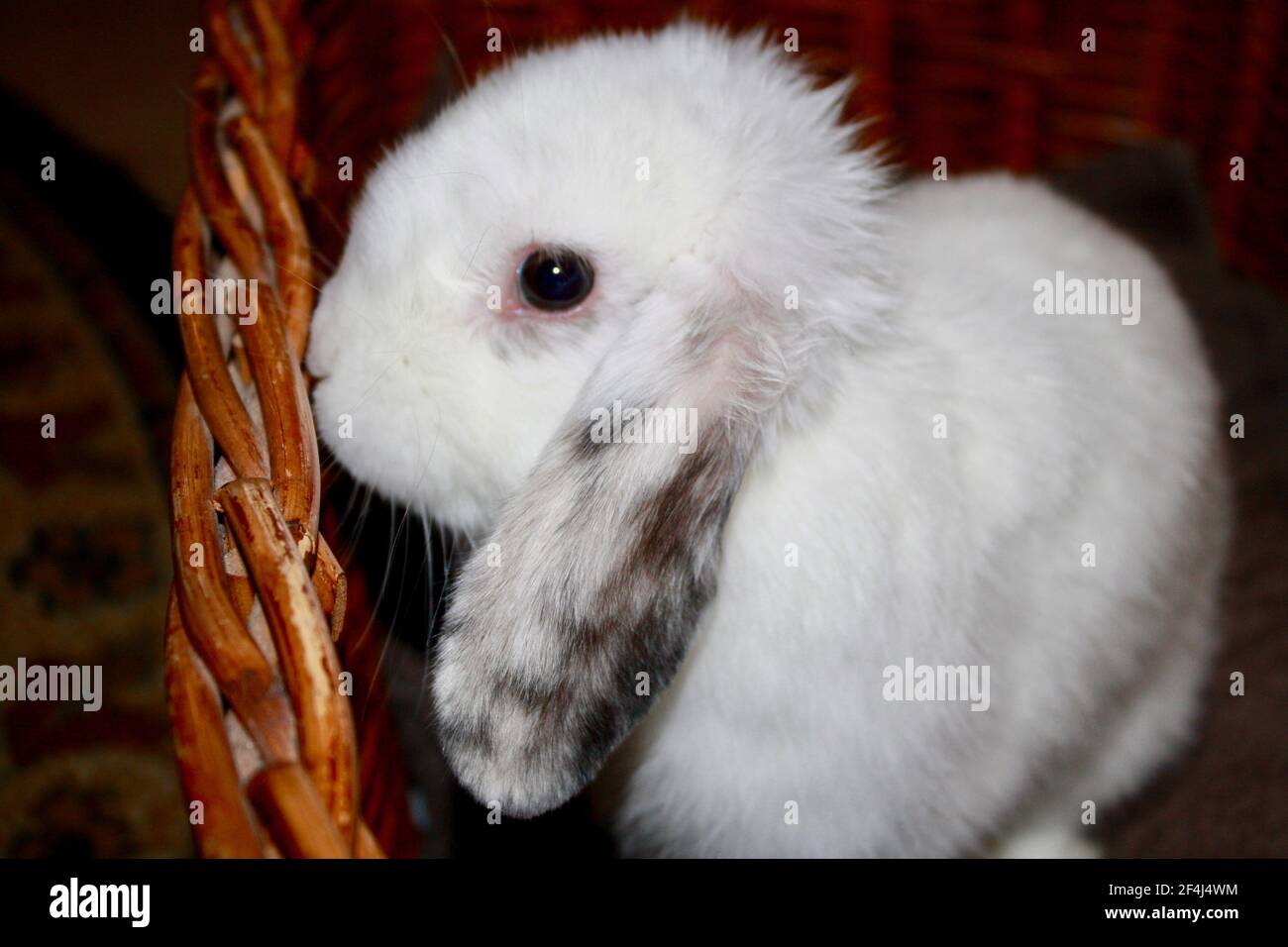 Bébé femelle Arlequin et lapin blanc Holland assis En panier en osier ...