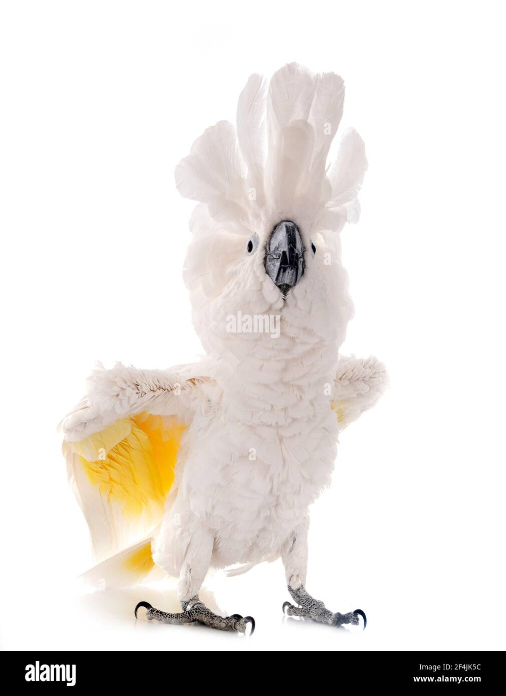 White umbrella cockatoo Banque d'images détourées - Alamy