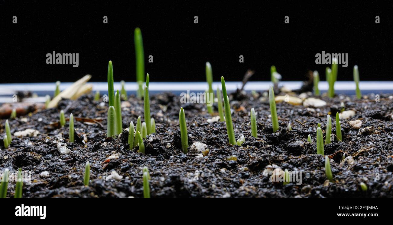 L'herbe d'avoine pousse sur fond noir. Germination et croissance de l ...