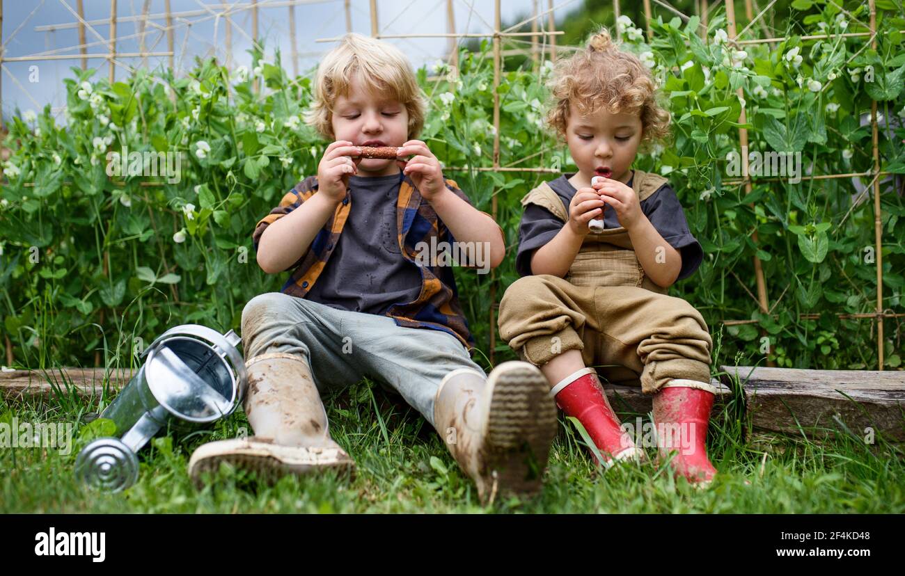 Petit potager pour enfants Banque de photographies et d’images à haute ...