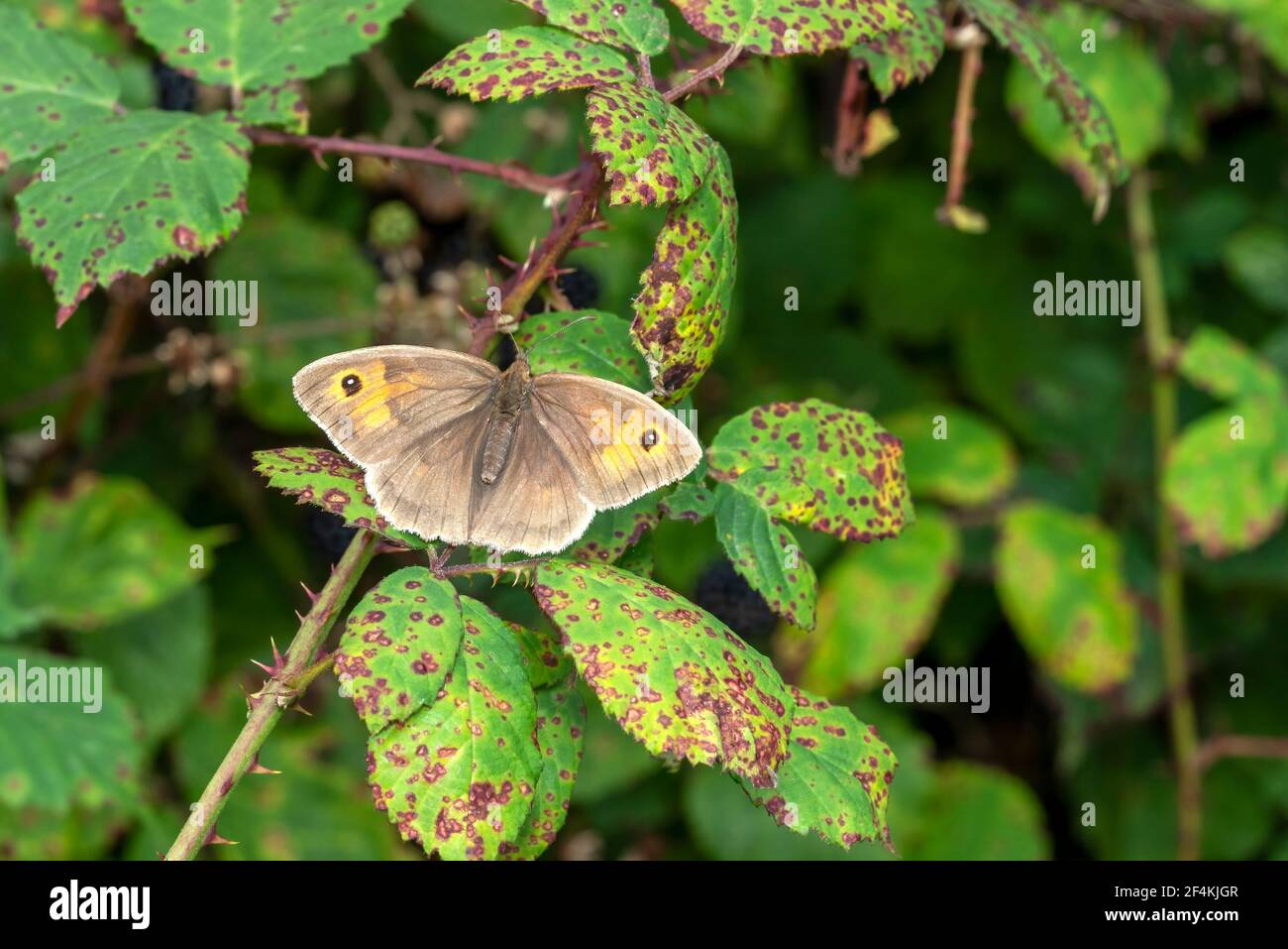 Meadow Brown Butterfly (Maniola jurtina) avec ses ailes s'étaler qui ...