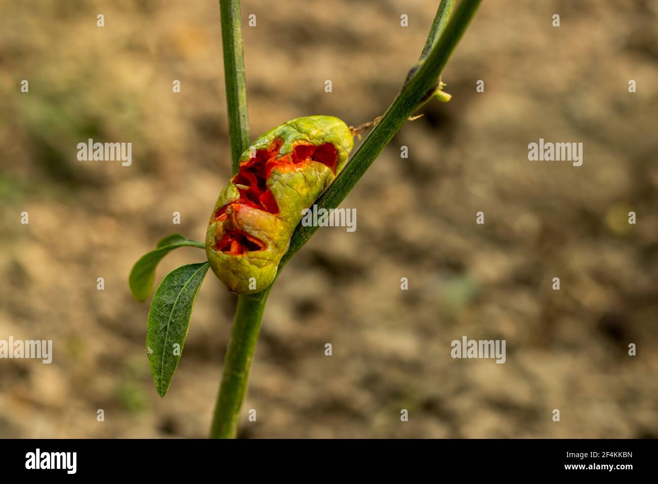 Légumes verts sauvages et fruits rouges sur le piment noir et l'oiseau ...