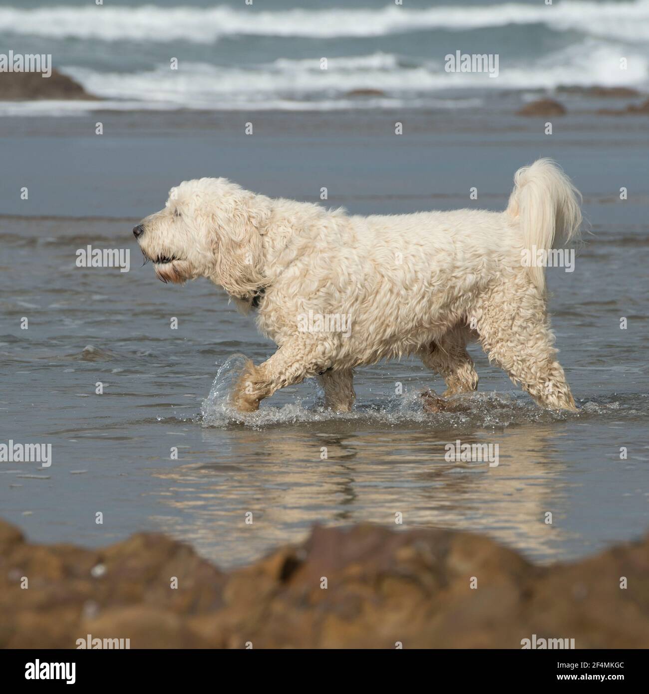 Chien labradoodle blanc Banque de photographies et d’images à haute résolution - Alamy