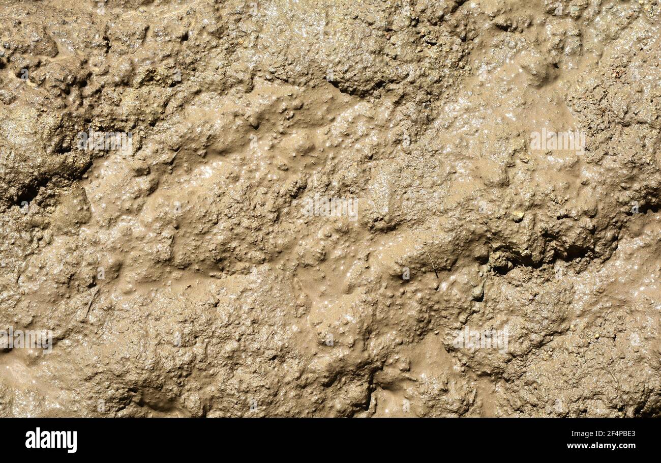Mud texture Banque de photographies et d’images à haute résolution - Alamy
