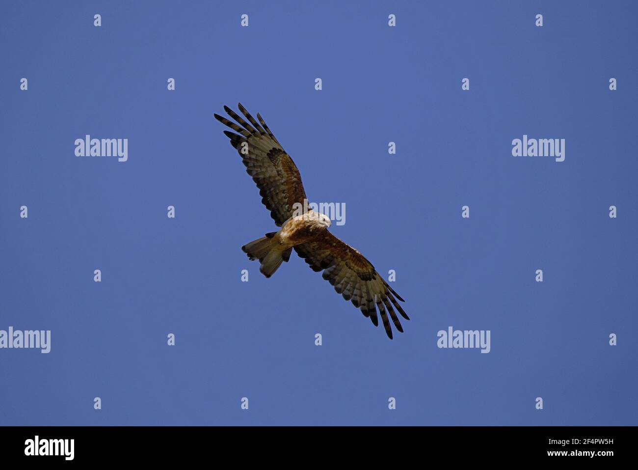 Rapace australien Banque de photographies et d’images à haute ...