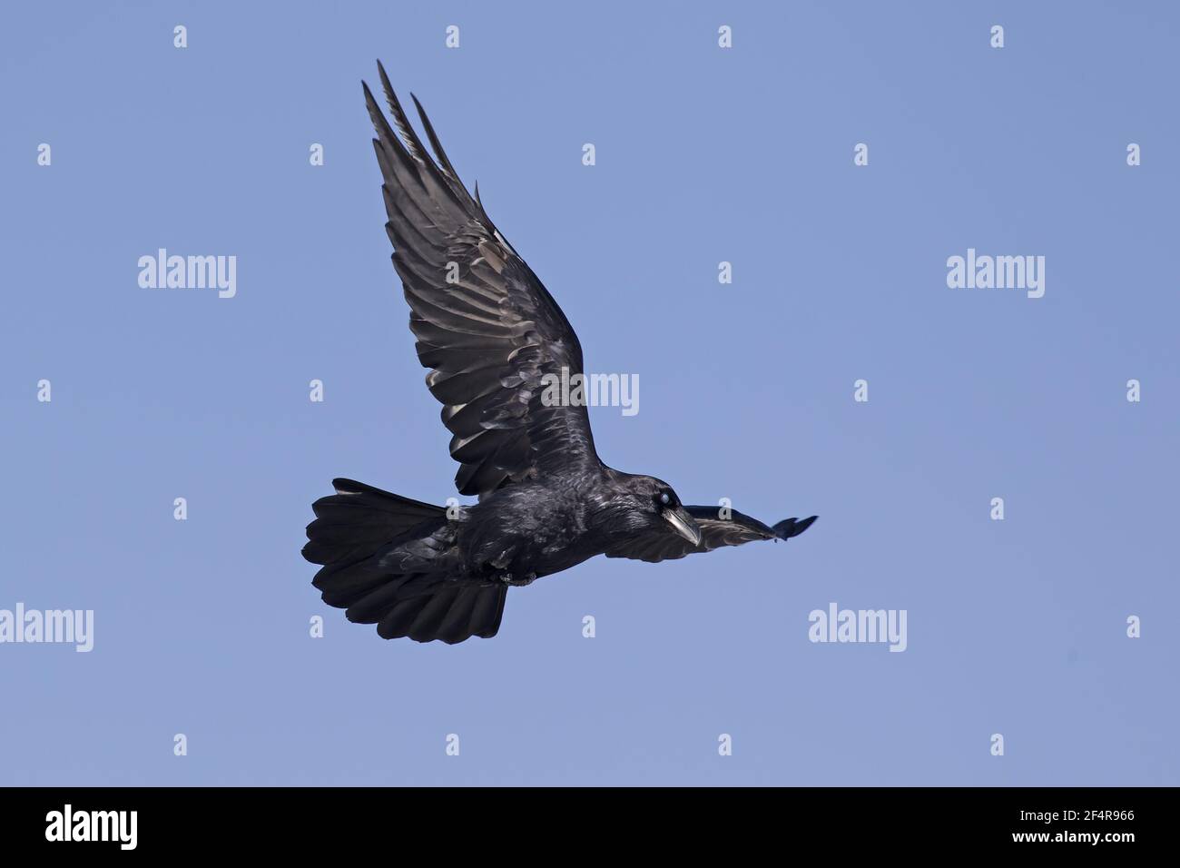 Corbeau en vol Banque de photographies et d’images à haute résolution ...