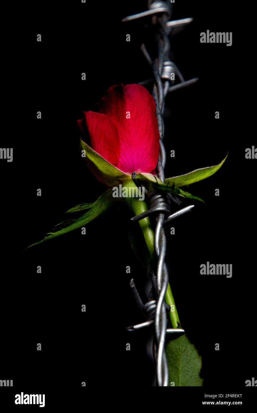 Douleur rouge Banque de photographies et d’images à haute résolution ...