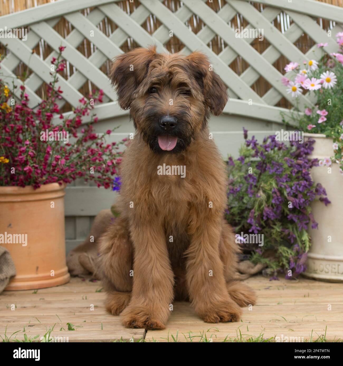 Briard puppy Banque de photographies et d’images à haute résolution - Alamy