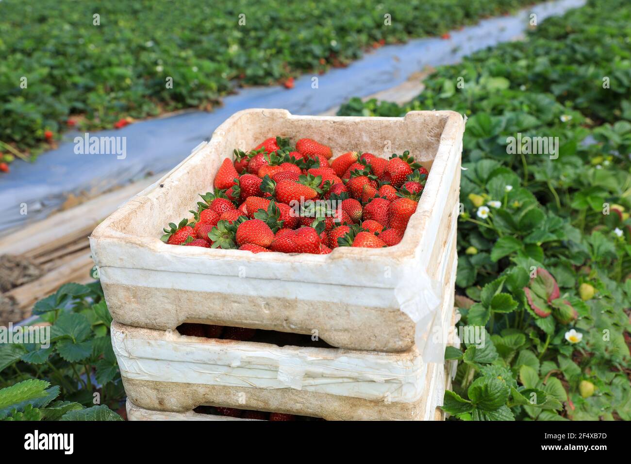 Harvesting of a strawberry field Banque de photographies et d’images à ...