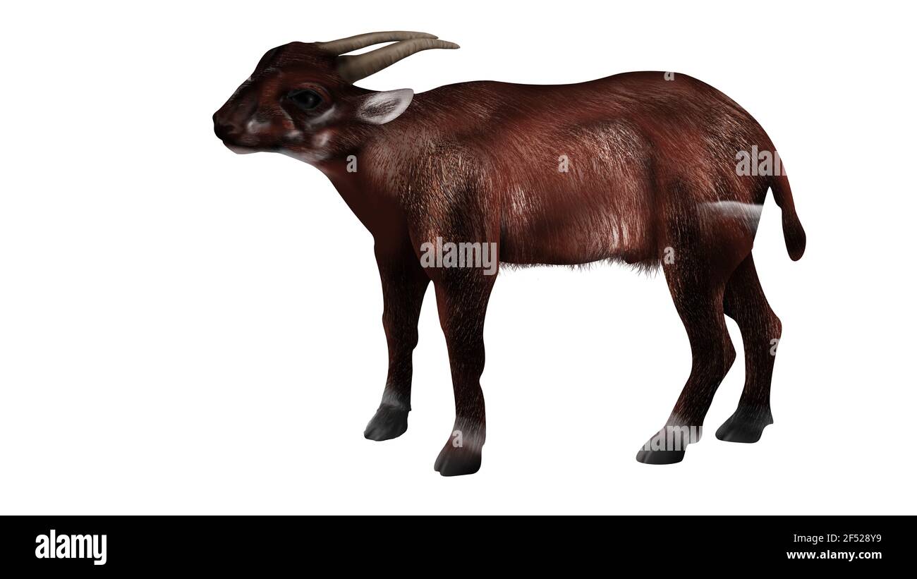 Licorne Asiatique Banque d'image et photos - Alamy