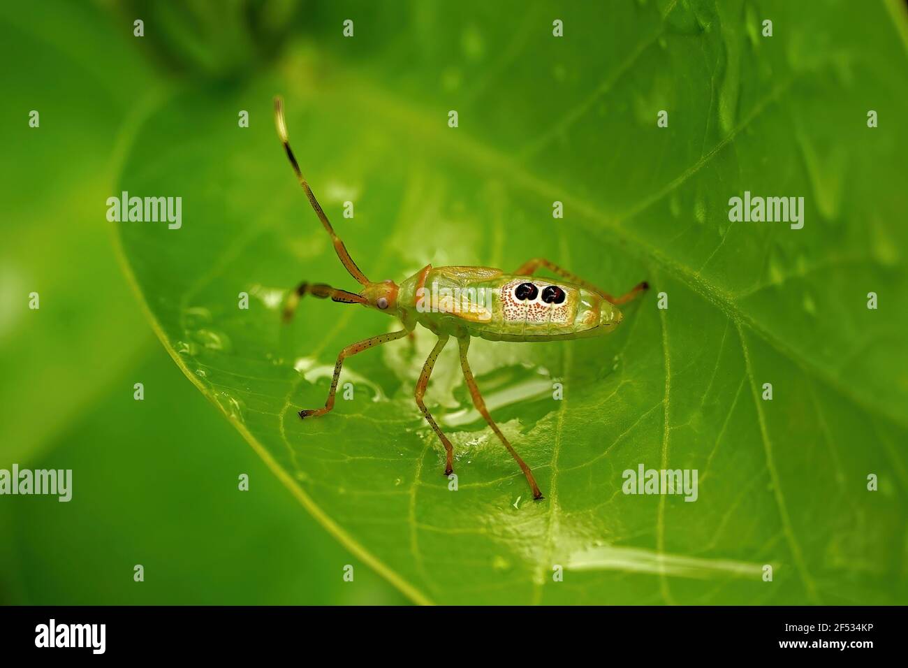 Croc pointu Banque de photographies et d’images à haute résolution - Alamy