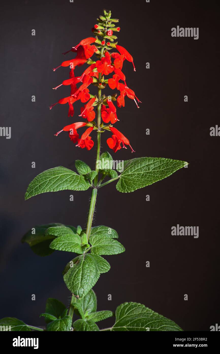 Salvia splendens Banque de photographies et d’images à haute résolution ...