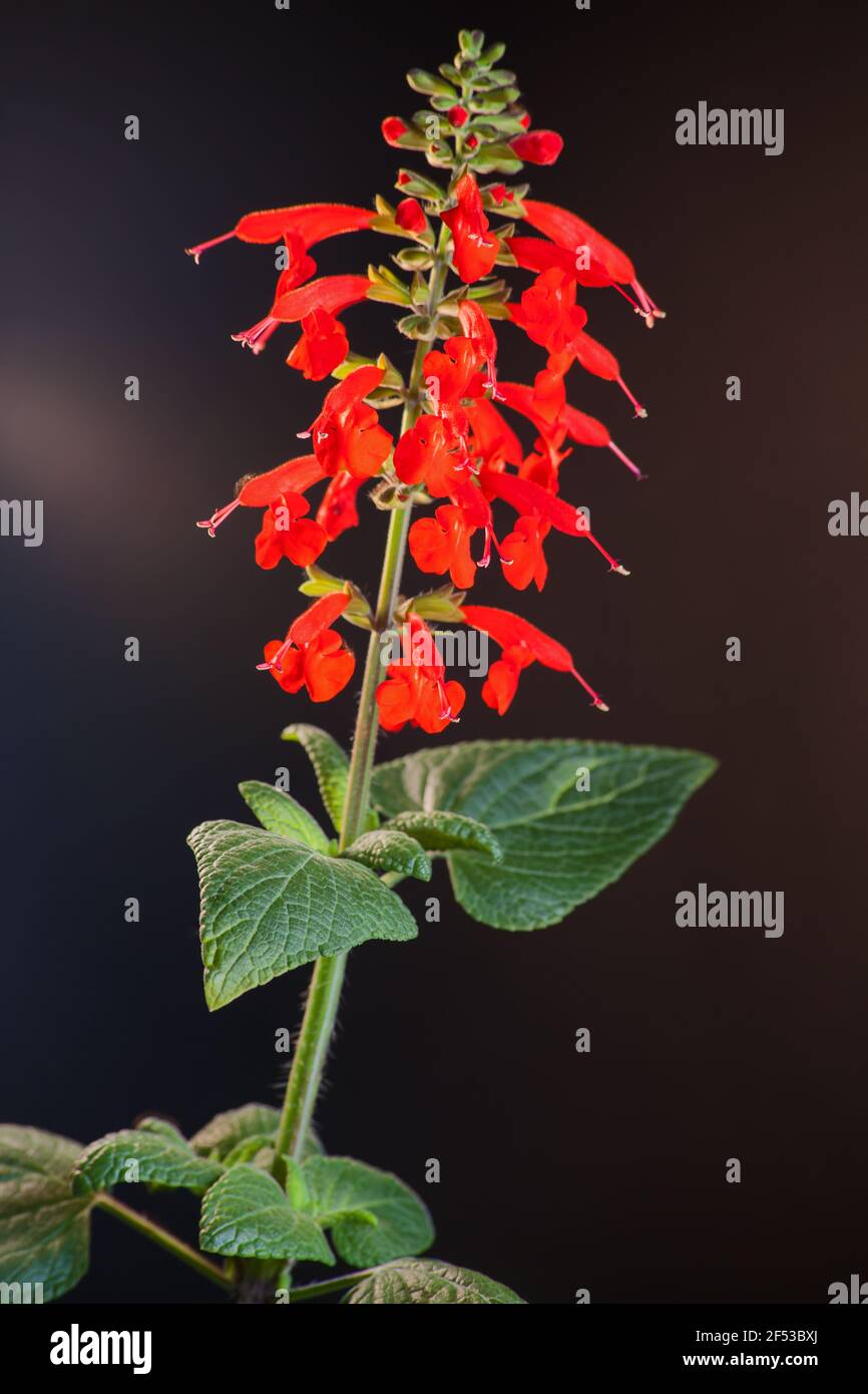 Tropical sage salvia splendens Banque de photographies et d’images à ...