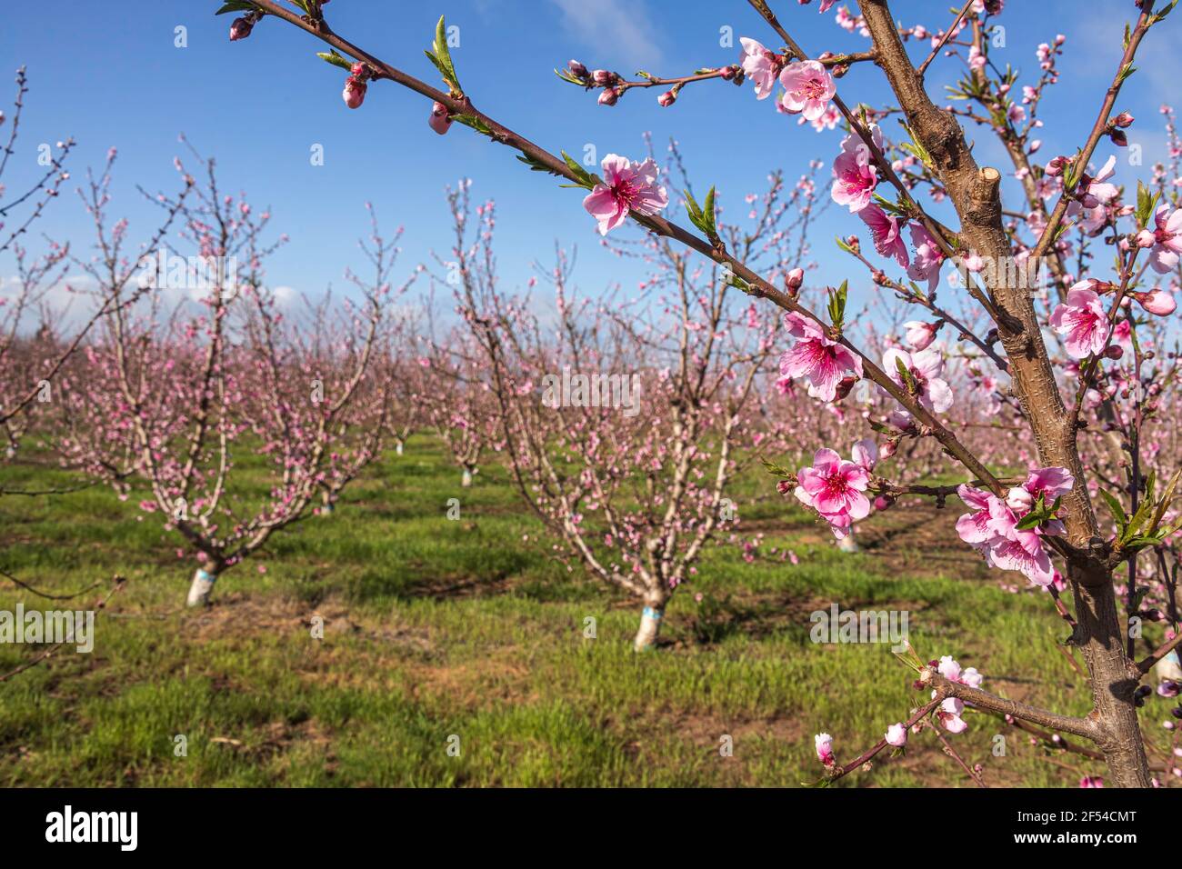Nectarine orchard Banque de photographies et d’images à haute ...