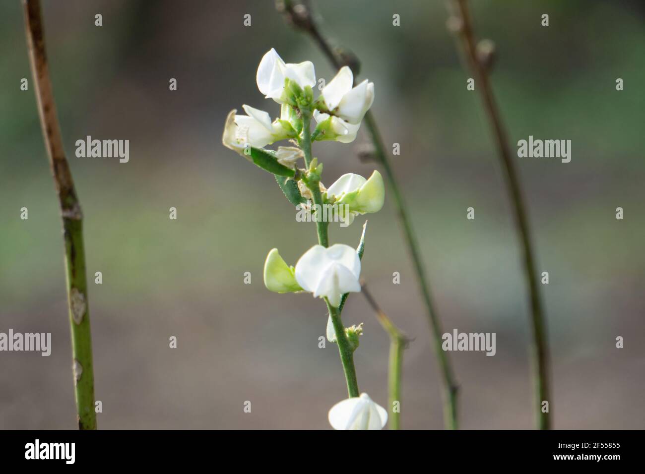 Phaseolus mungo Banque de photographies et d’images à haute résolution ...
