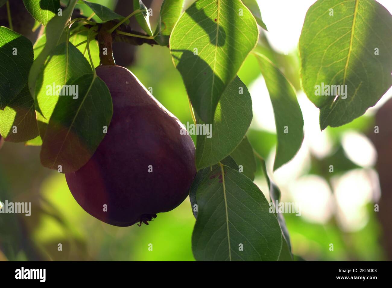 Pyrus communis williams christ Banque de photographies et d’images à ...