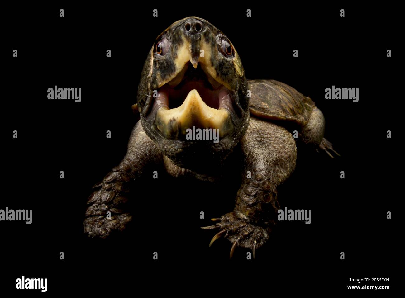 Tortue a grosse tete Banque de photographies et d’images à haute ... Tortue a grosse tete Banque de photographies et d’images à haute ...