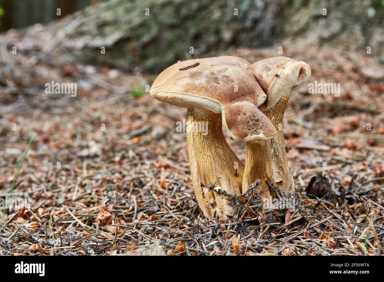 Bolet amer Banque de photographies et d’images à haute résolution - Alamy